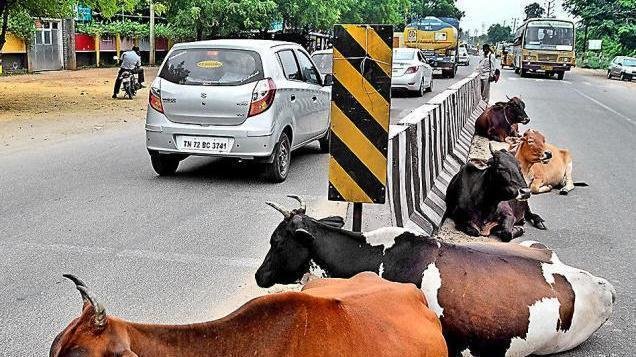 Petition · Protect Cows - India · Change.org