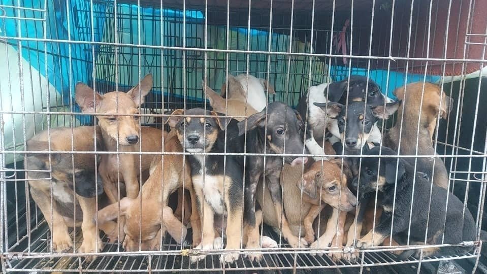 Petition · Stop the Abuse of Stray Animals - Canada · Change.org