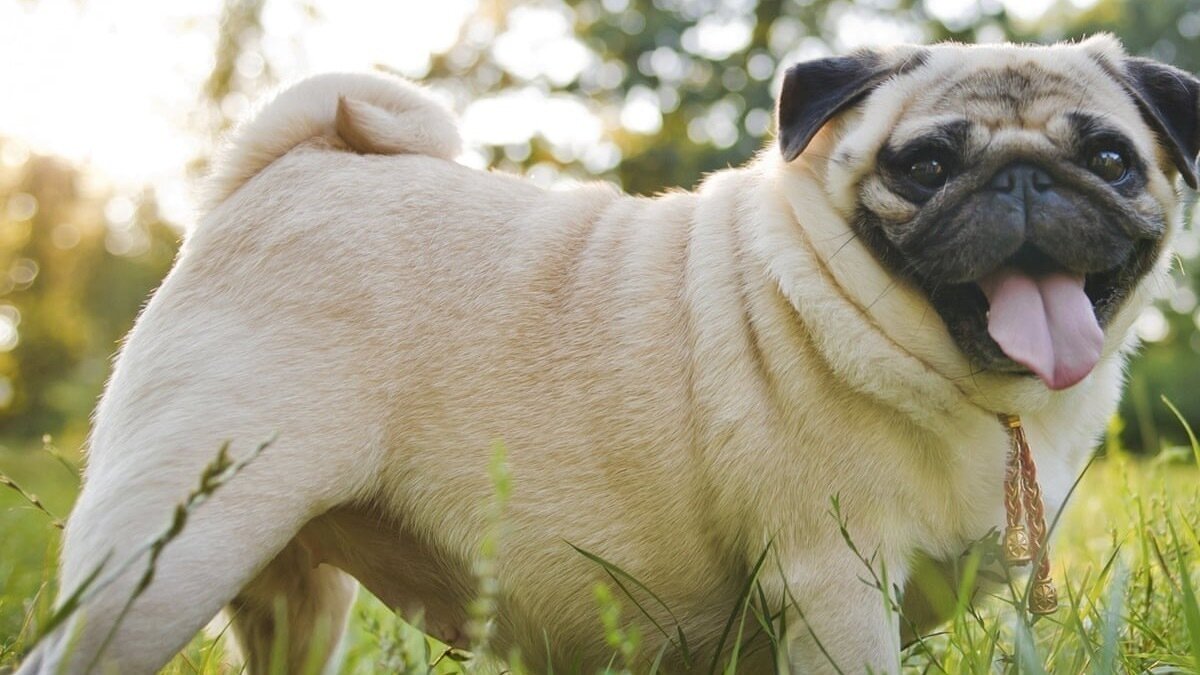 Petition · Stop the unethical breeding of French Bulldogs and Pugs in ...
