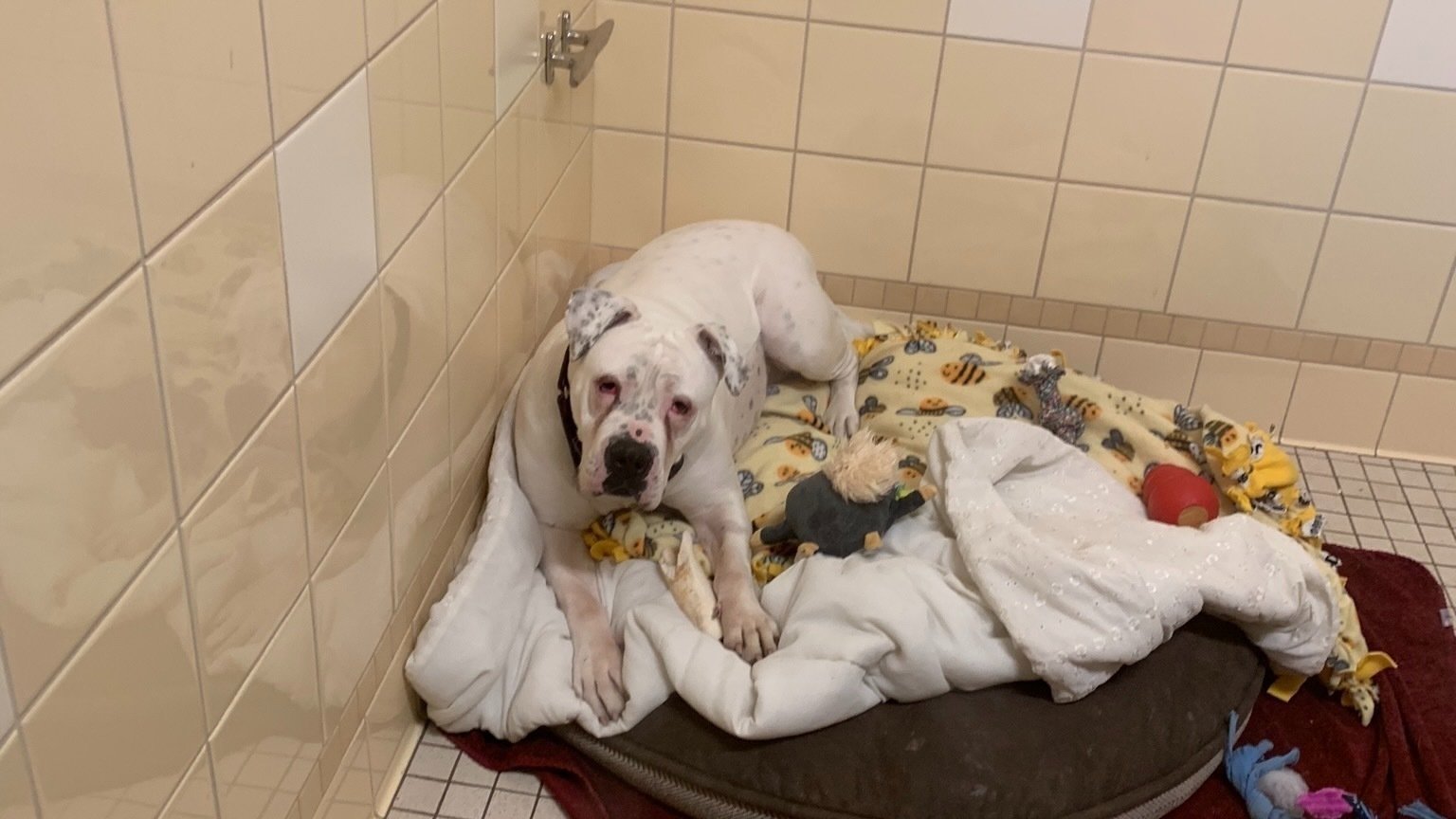 Petition · Stop euthanizing homeless animals in Texas shelters - United ...