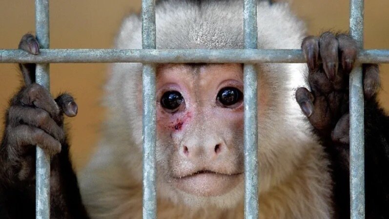 Petition · Legalize the Ownership of Monkeys as Pets in Louisiana ...