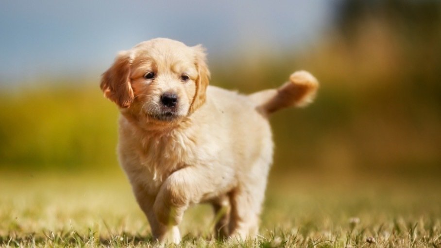 Petition · Save the dogs - United States · Change.org