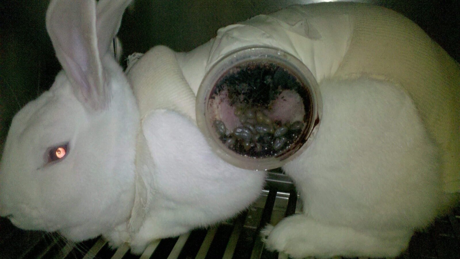 Petition · Halt All Forms of Animal Testing Immediately - United States ...