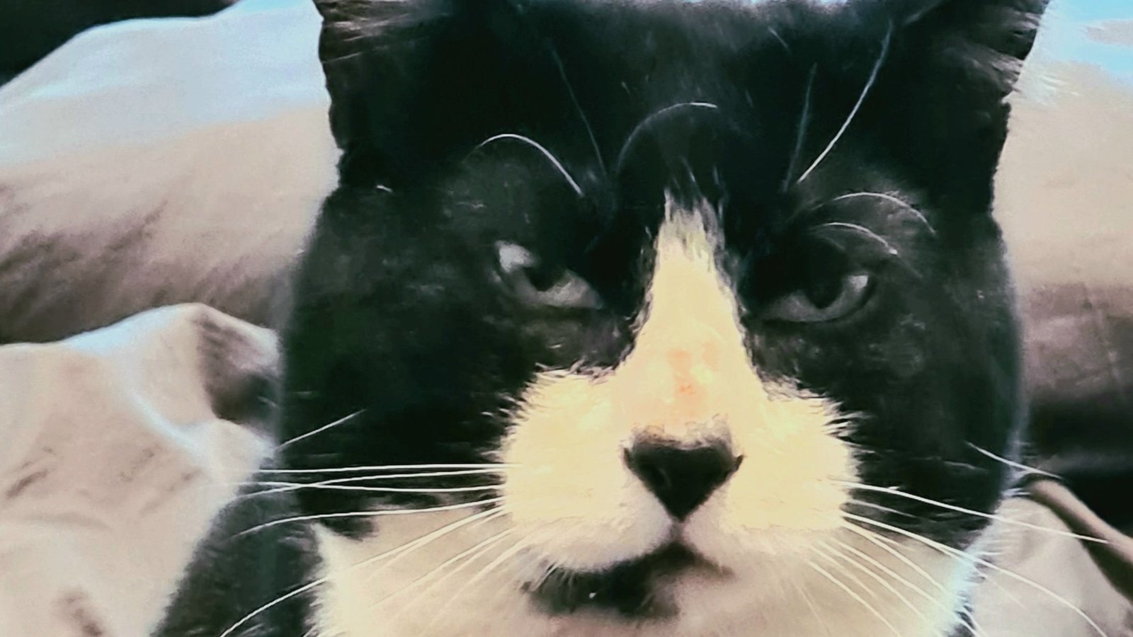 Petition · STOP for run over cats. - United Kingdom · Change.org