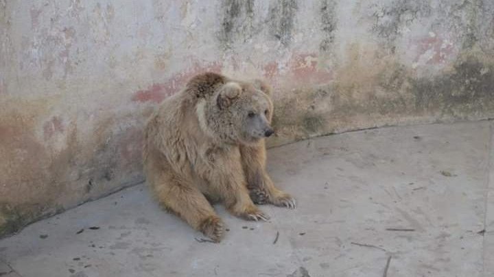Petition · Stop the endless suffering of animals at Murghazar Zoo ...