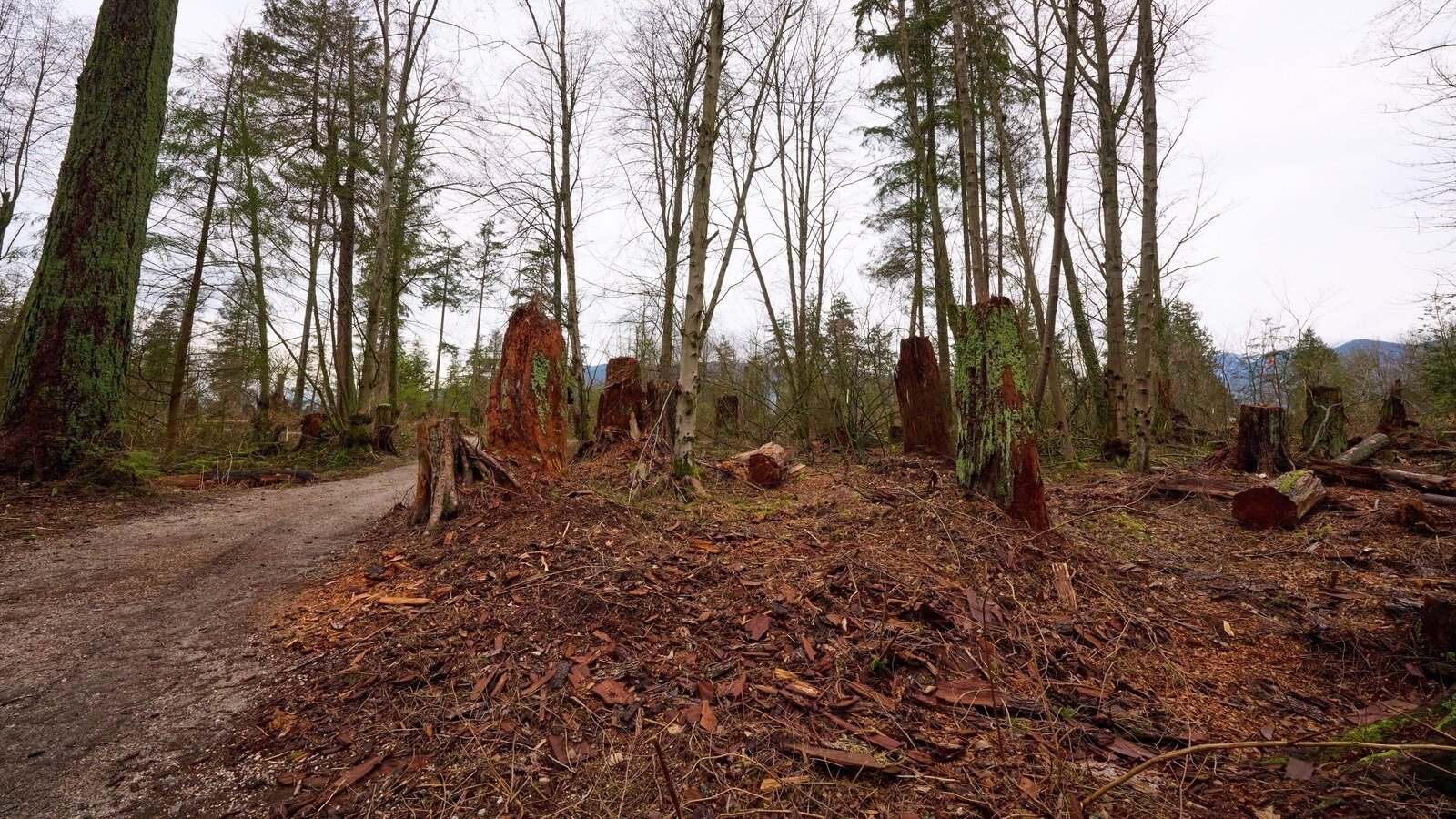 Petition update · Cutting down dead trees increases fire risk! · Change ...