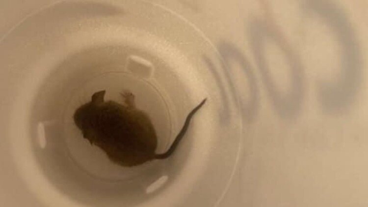 Petition · CLOSE SONIC/Boycott until hazardous and health conditions ...