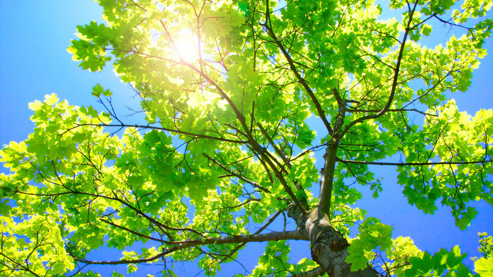 Petition · Save the Trees at Valpo Tech Building - United States ...