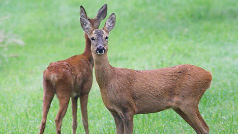 Petition · Stop the CULL of RED DEER in Callendar Park Falkirk - United ...