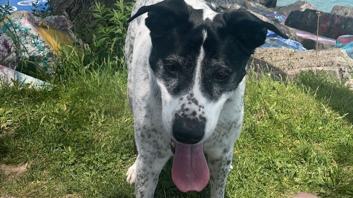 Petition · Bring Barnie to Campus - United States · Change.org