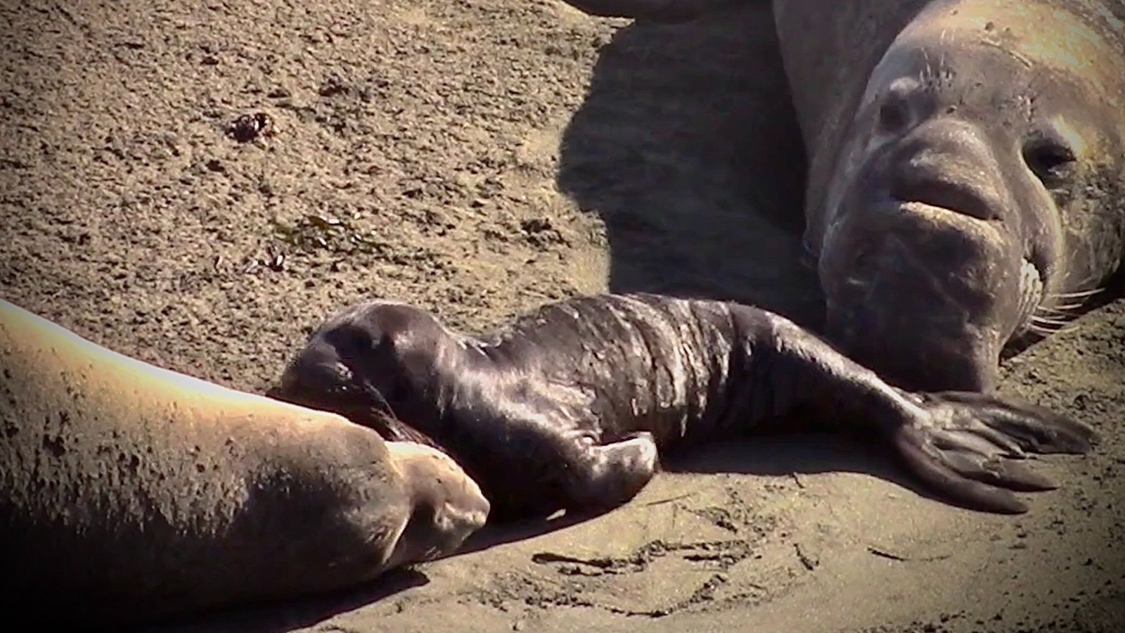 Petition · Stop Bycatch and Save Millions of Animals - United States ...