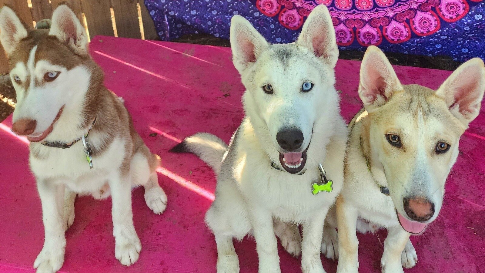 Petition · Prevent the Euthanization of 40 Dogs at Austin Animal Center ...