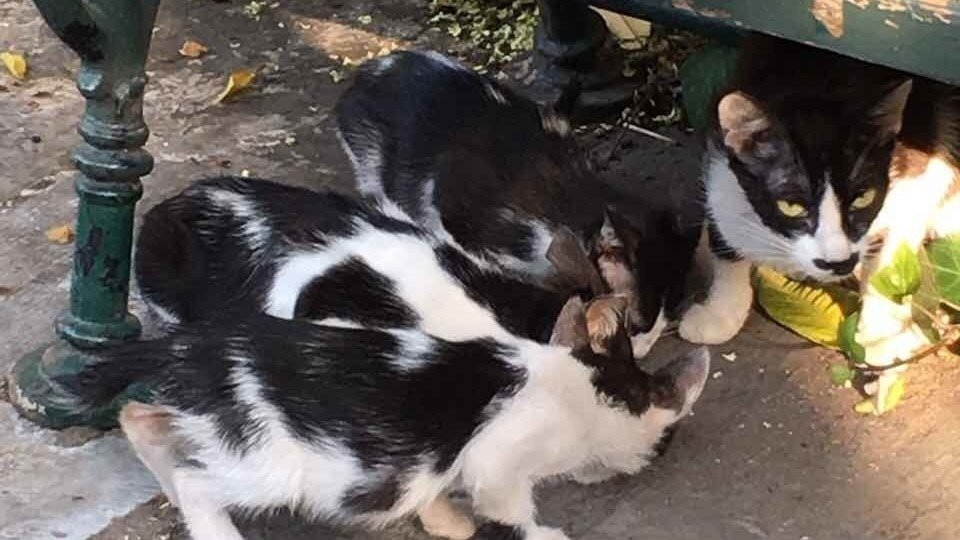Petition · Justice for Plaka cats - Greece · Change.org