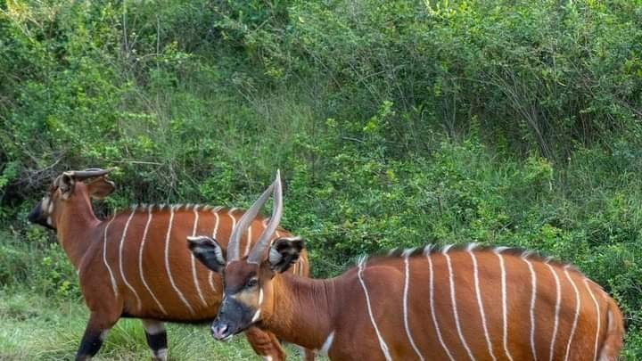 Petition · Save the African critically endangered mountain bongo ...