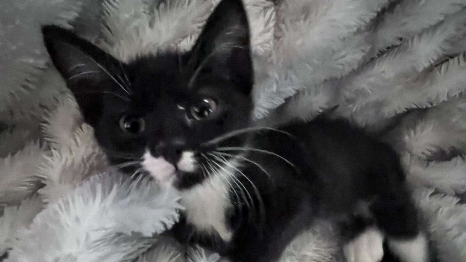 Petition · Bring Pepe Back 2024 - United States · Change.org