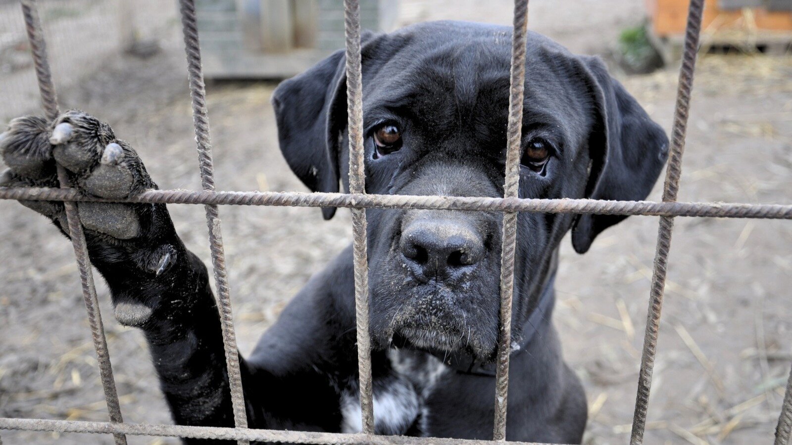 Petition · Action Needed Against Stolen Dogs and Dog Fighting Rings in ...