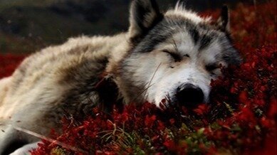 Petition · Impose Fines and a Liquor License Suspension on Green River ...