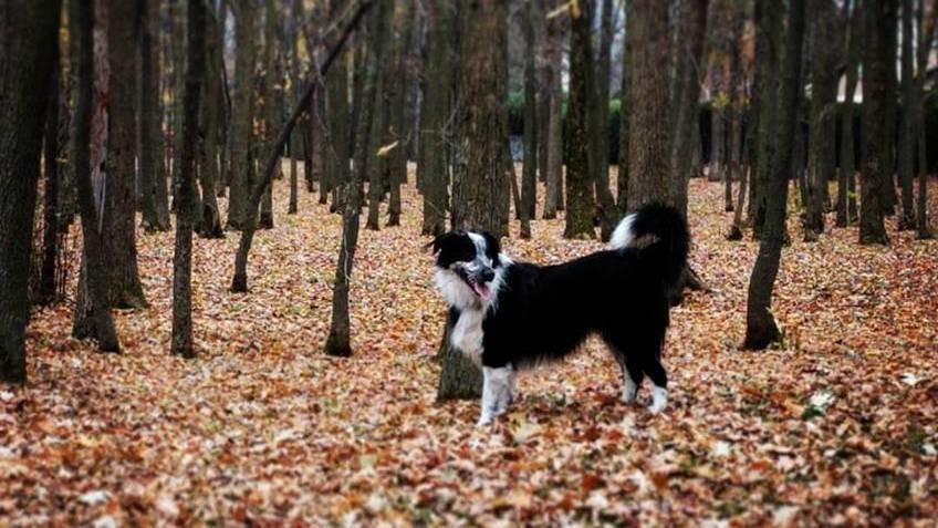 Pétition · L'eutha"nazie", une solution simpliste... - Canada · Change.org