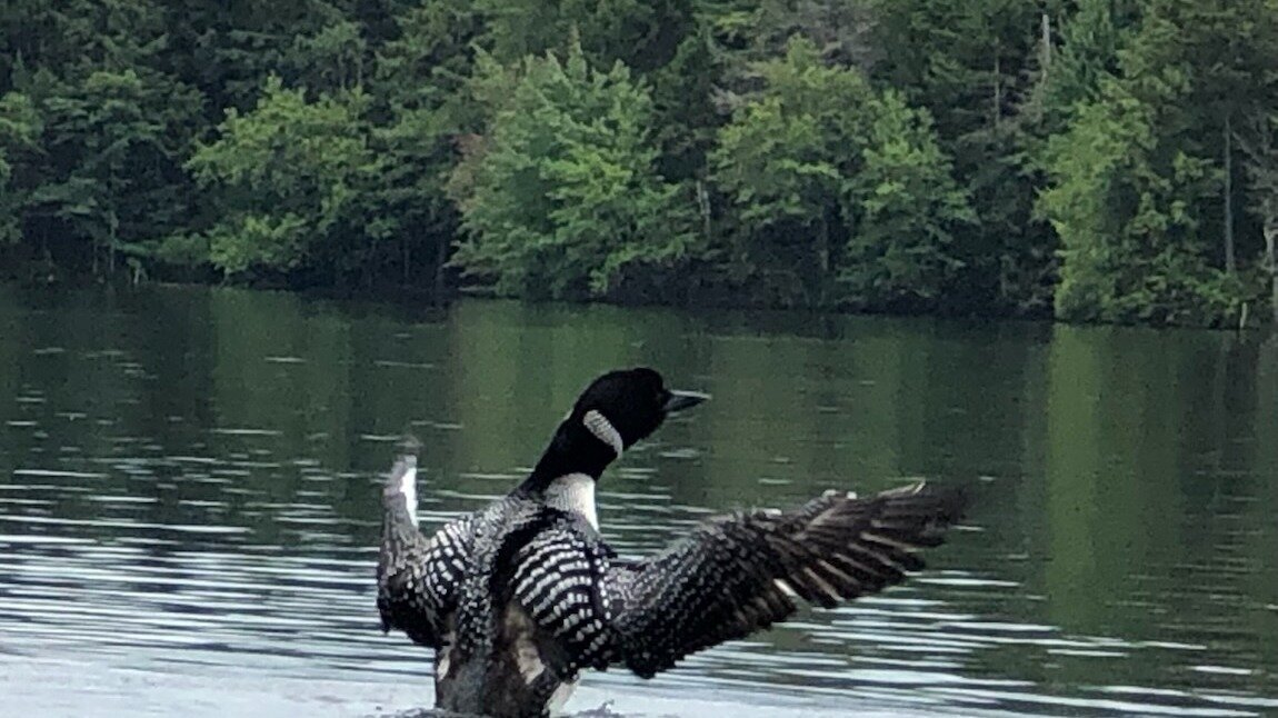Petition · Save the Loons. Protect Loon Lake - in the Adirondacks ...