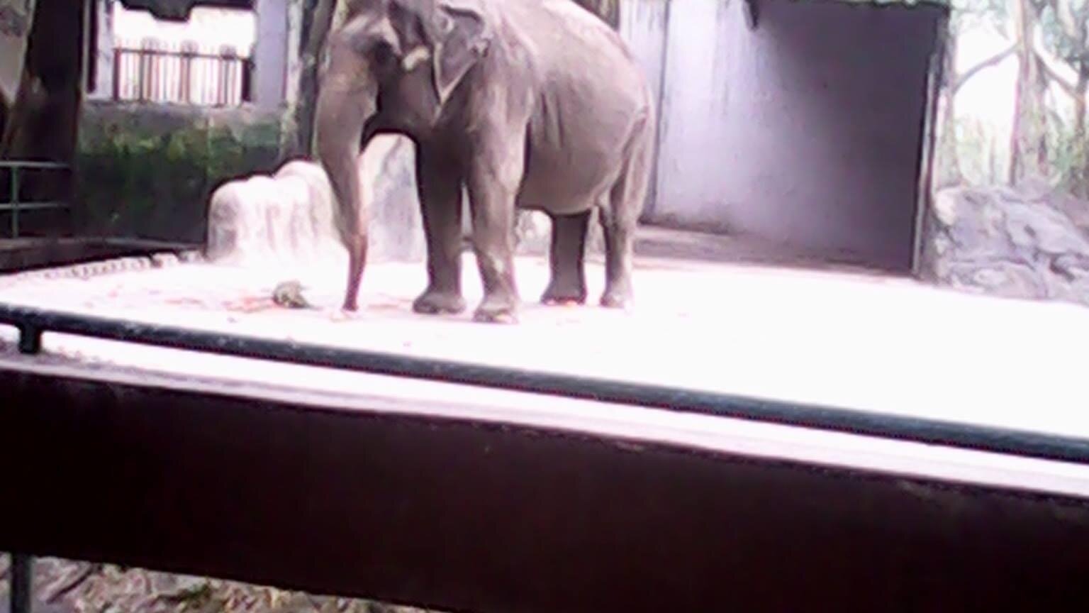 Petition · End Cruel Animal Entertainment Practices - Philippines ...