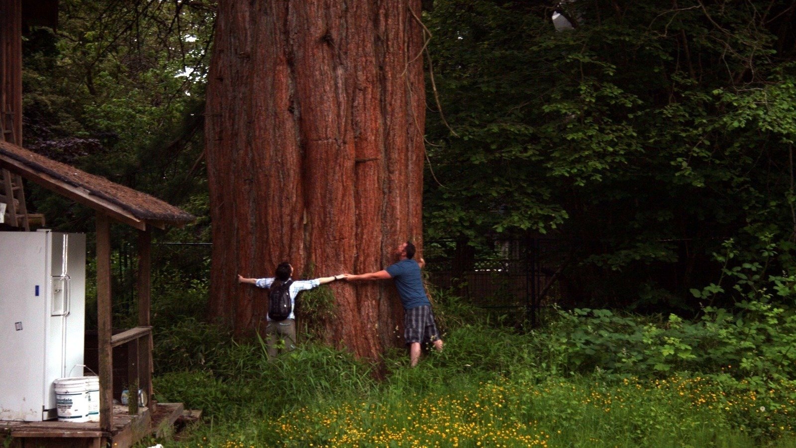 Petition · Surrey's Coastal Sequoia Tree: Stop them from cutting this ...