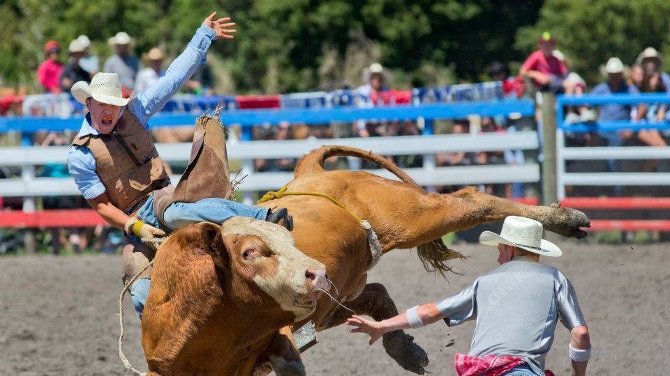 Petition · Sign to stop Rodeos on ALL Auckland Council Land · Change.org