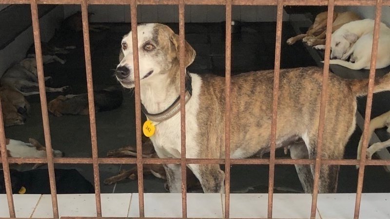 Petition · Inquiry into IDA Deonar sterlization programme & improve ...
