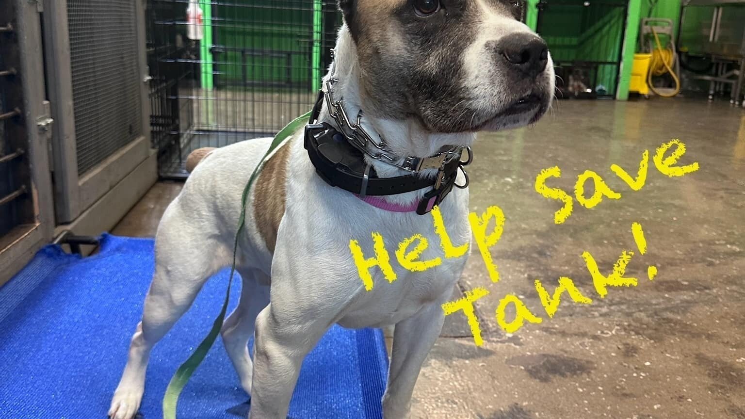Petition · Save Tank, the Registered Emotional Support Animal from ...