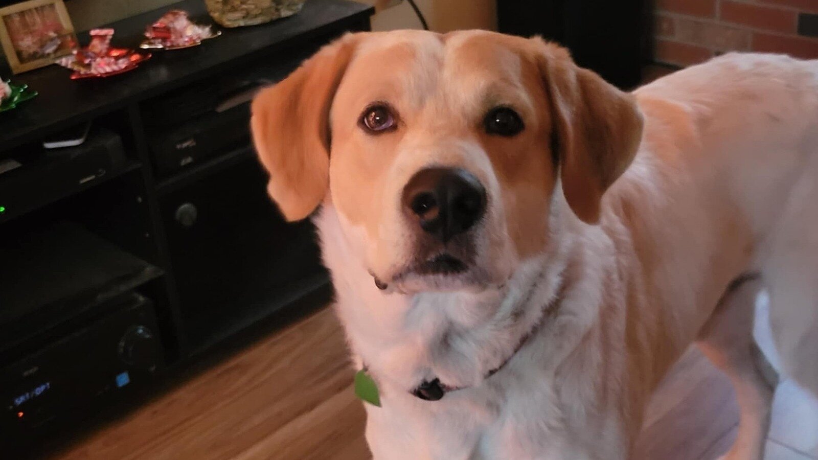 Petition · Petition to Save Sysko: A Call for Justice and Compassion ...