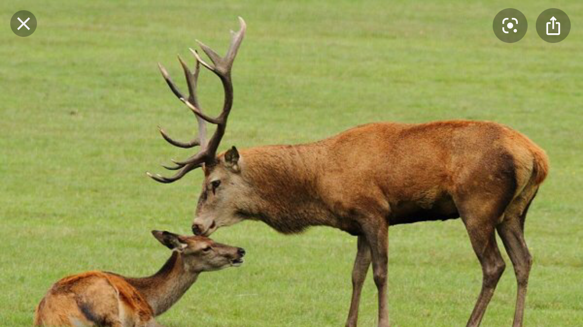 Petition · Stop trophy hunting in the UK - United Kingdom · Change.org