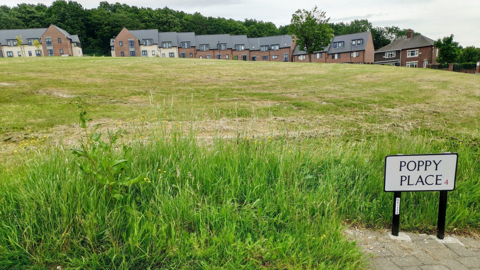 Petition · Plant mini forest in New Flower Estate (opposite Roman Ridge ...