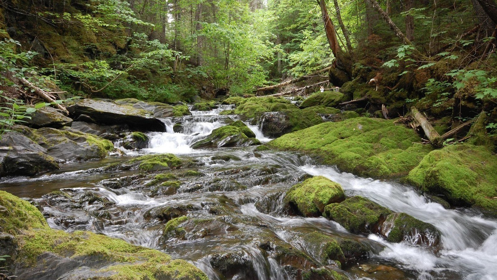 Petition · Revamp the Crown Forest Act! Give us back our forest ...