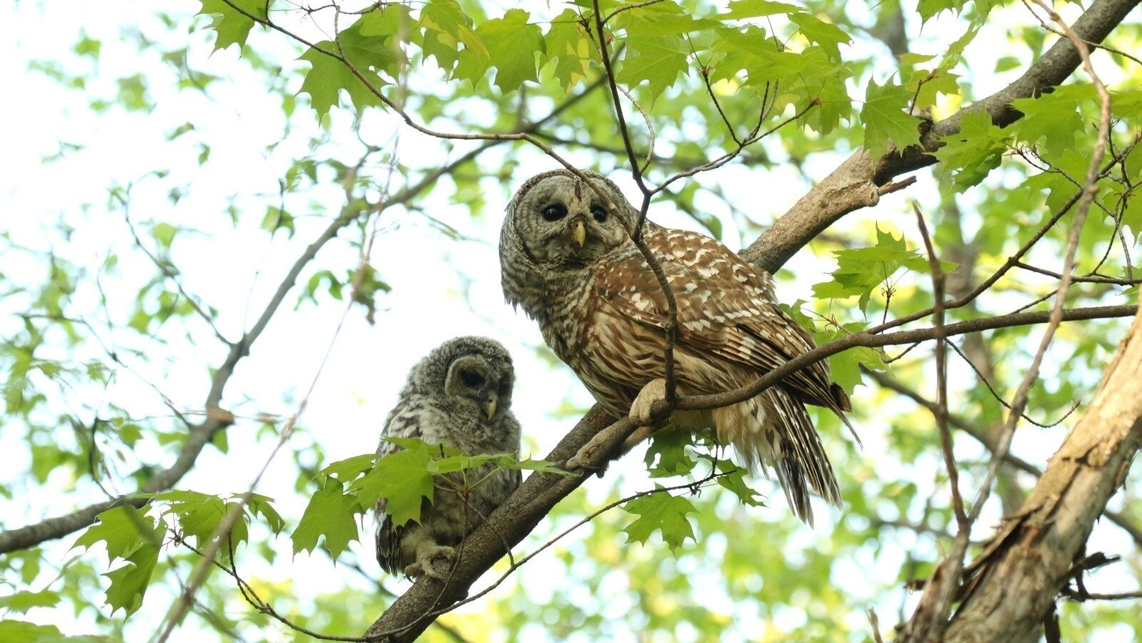 Petition · Stop the Kill Plan — Hoot for Justice - Canada · Change.org