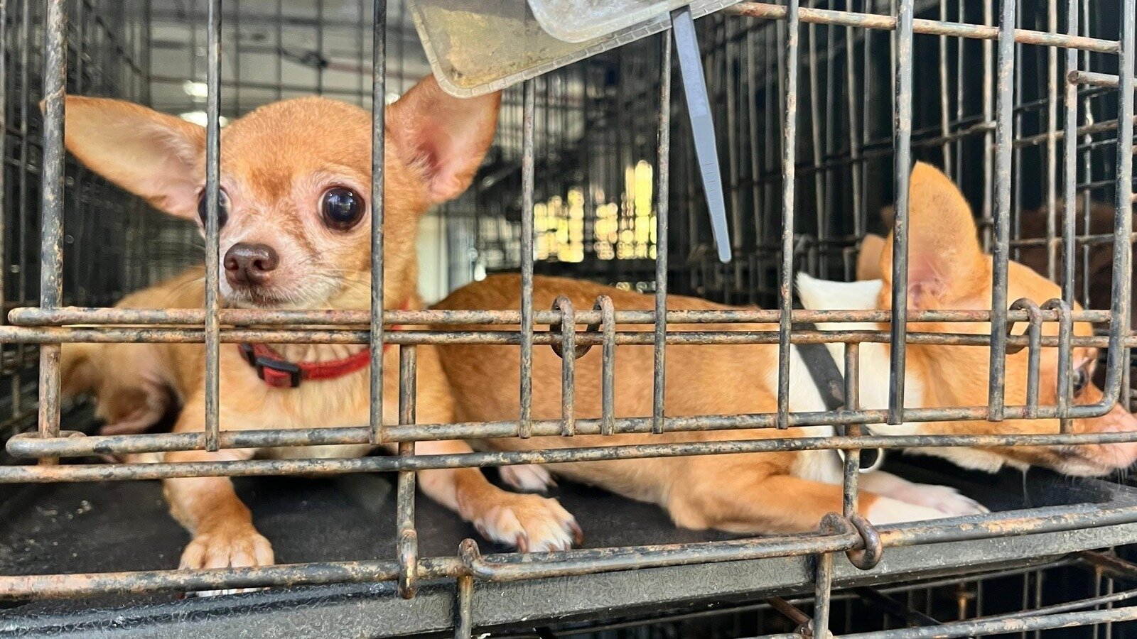 Petition · Georgia Law Failed These 23 Animals. Fix It Now - United ...