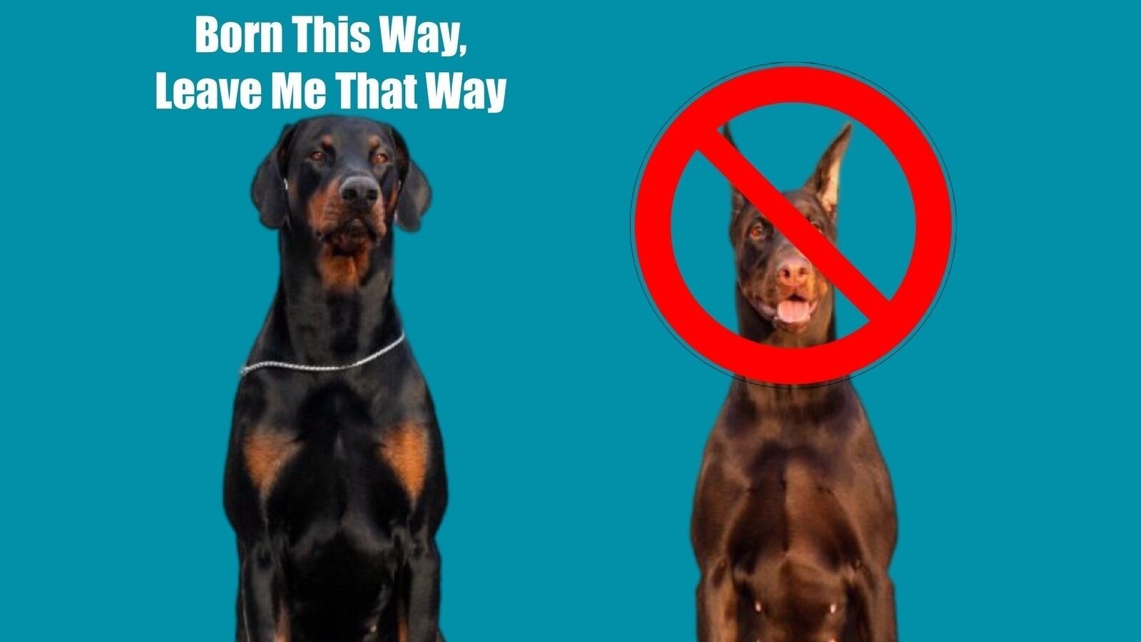 Petition · Ban Ear Cropping In The USA - United States · Change.org