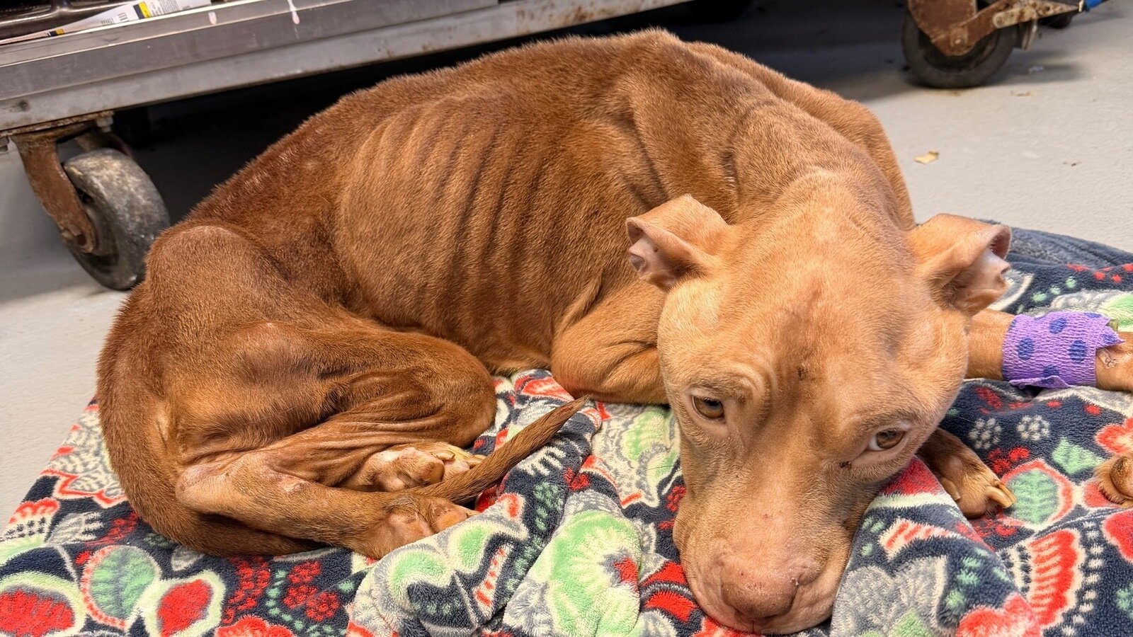Petition · Petition for Ida’s Law: Justice for Animals on the Brink of ...