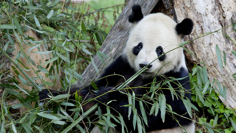 petition-change-group-name-for-pandas-from-embarrassment-to-puff