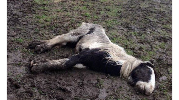 Petition · The animals abuse and neglect law should be changed for the ...