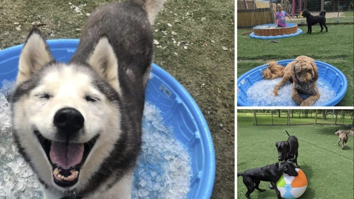 Petition · Help save the future of Sea Paws Dog Resort - United States ...