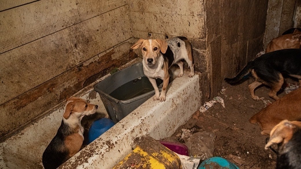 Petition · Animals deserve to be clean - United States · Change.org