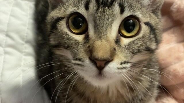 Petition · Kitty for Hannah - United States · Change.org