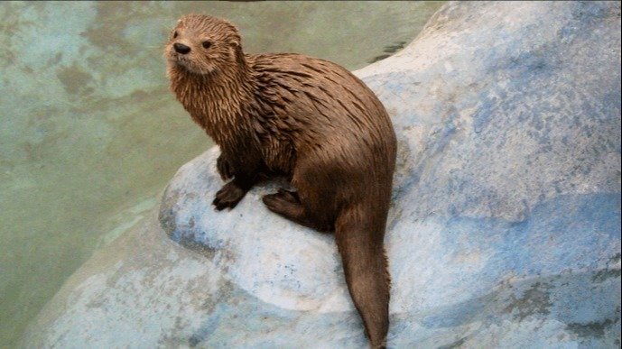 Petition · Save the Marine Otters! - United States · Change.org