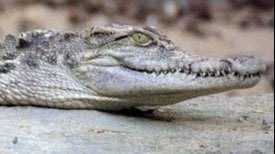 Petition · Stop Croc Hunting - United States · Change.org