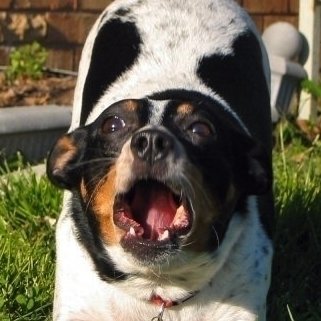 Petition · Ban Dog and Cat Devocalization in Rhode Island - United ...