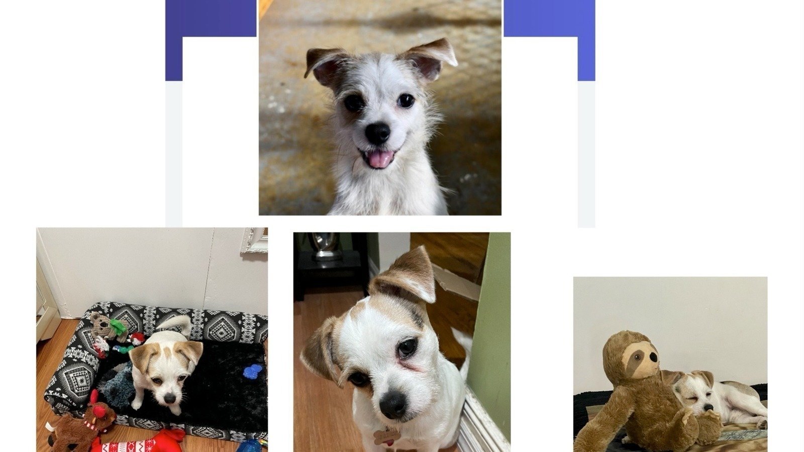 Petition · Be a Hero and Save a dog's life - United States · Change.org