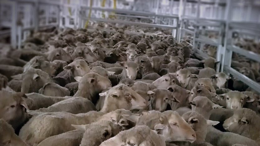 Petition · End Live Export of Animals in the UK - Our Government must ...