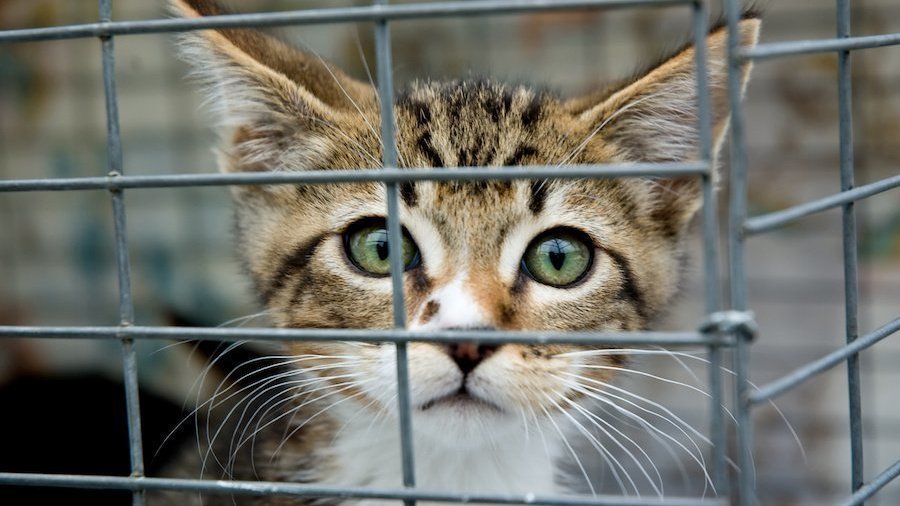 Petition · The Kittens in Traumatic Testing Ends Now (KITTEN) Act ...