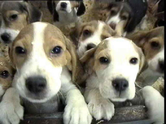 Petition · Outlaw the killing of "surplus" animals bred for experiments ...