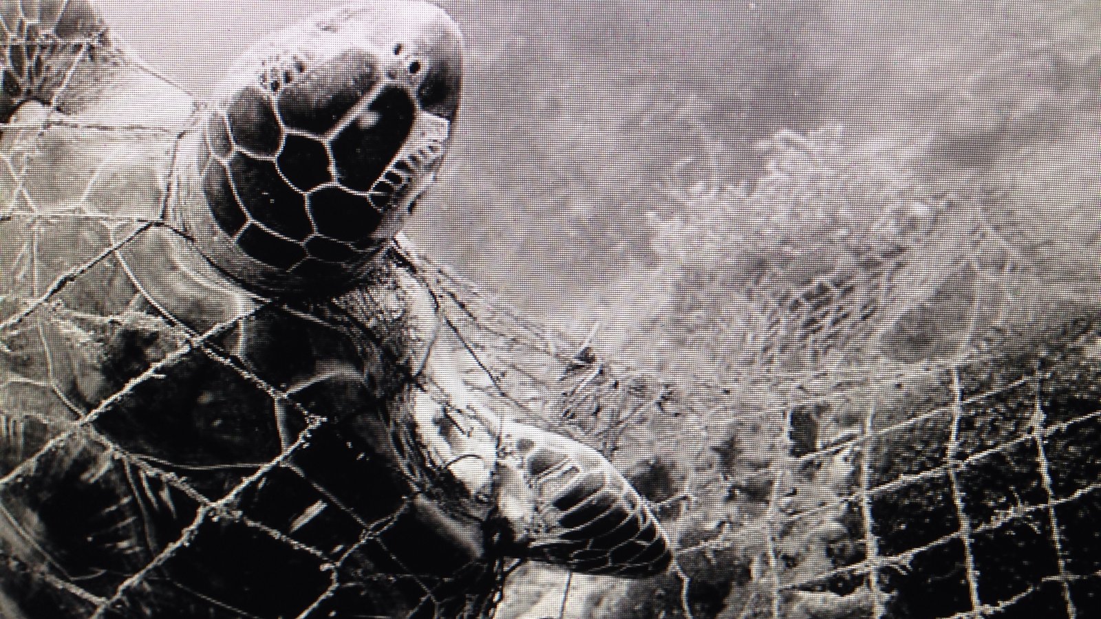 Petition · Ban the importation and use of gill nets and drift nets in ...