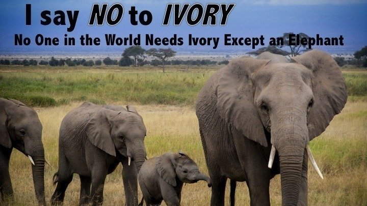 Petition · Ban ivory sales in Florida - United States · Change.org
